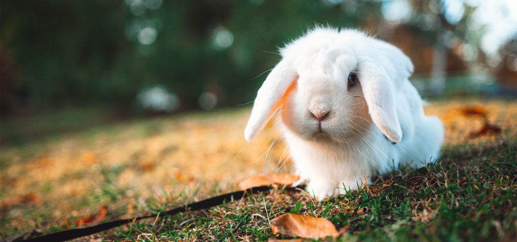 FIN8 Hack Grubuna Bağlı Yeni White Rabbit Fidye Yazılımı - Lale Çorumlu